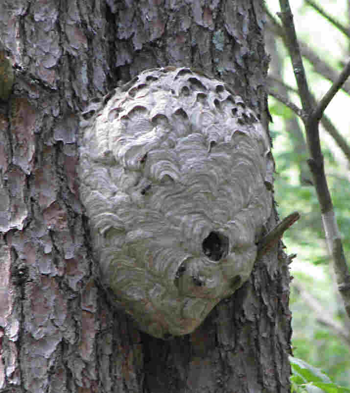 A Spiritual Gift In Stirring Up A Hornet s Nest Tell It Slant